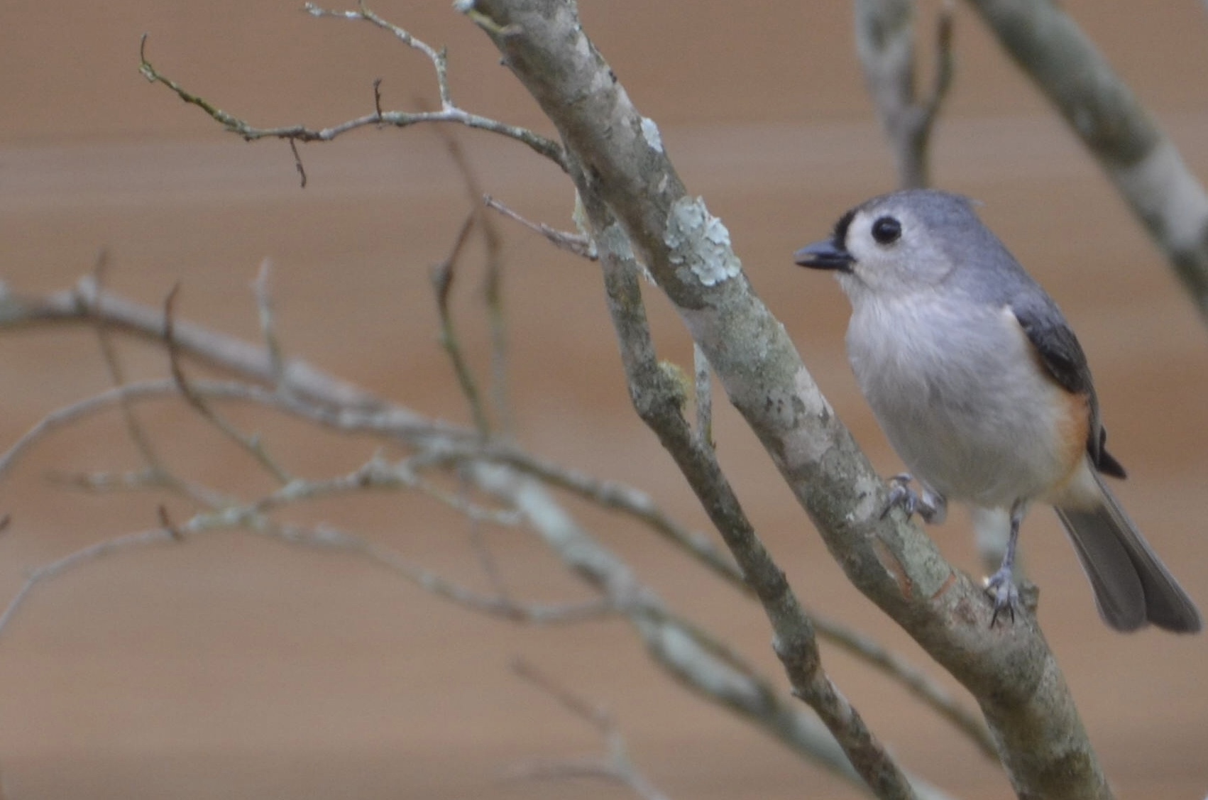 The tale of the titmouse – Gail Suberbielle Photography